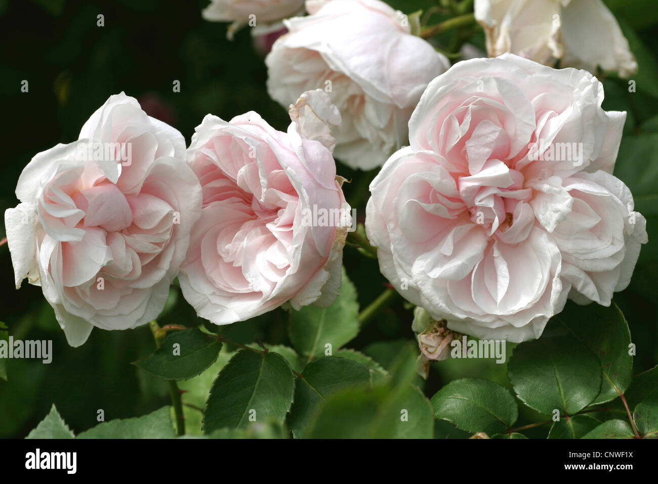 ornamental rose (Rosa 'Souvenir de Malmaison', Rosa Souvenir de ...