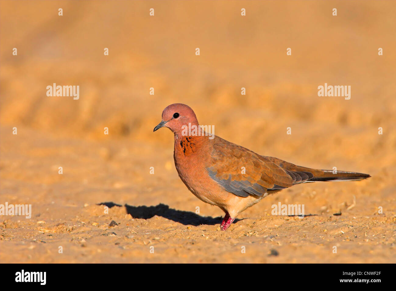 laughing dove (Streptopelia senegalensis), sitting on the ground, Oman ...