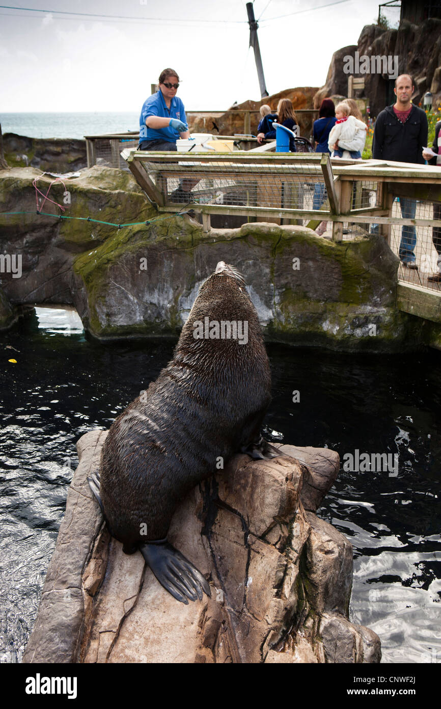 UK, England, Devon, Torquay, Living Coasts, Fur Seal Cove, visitors ...