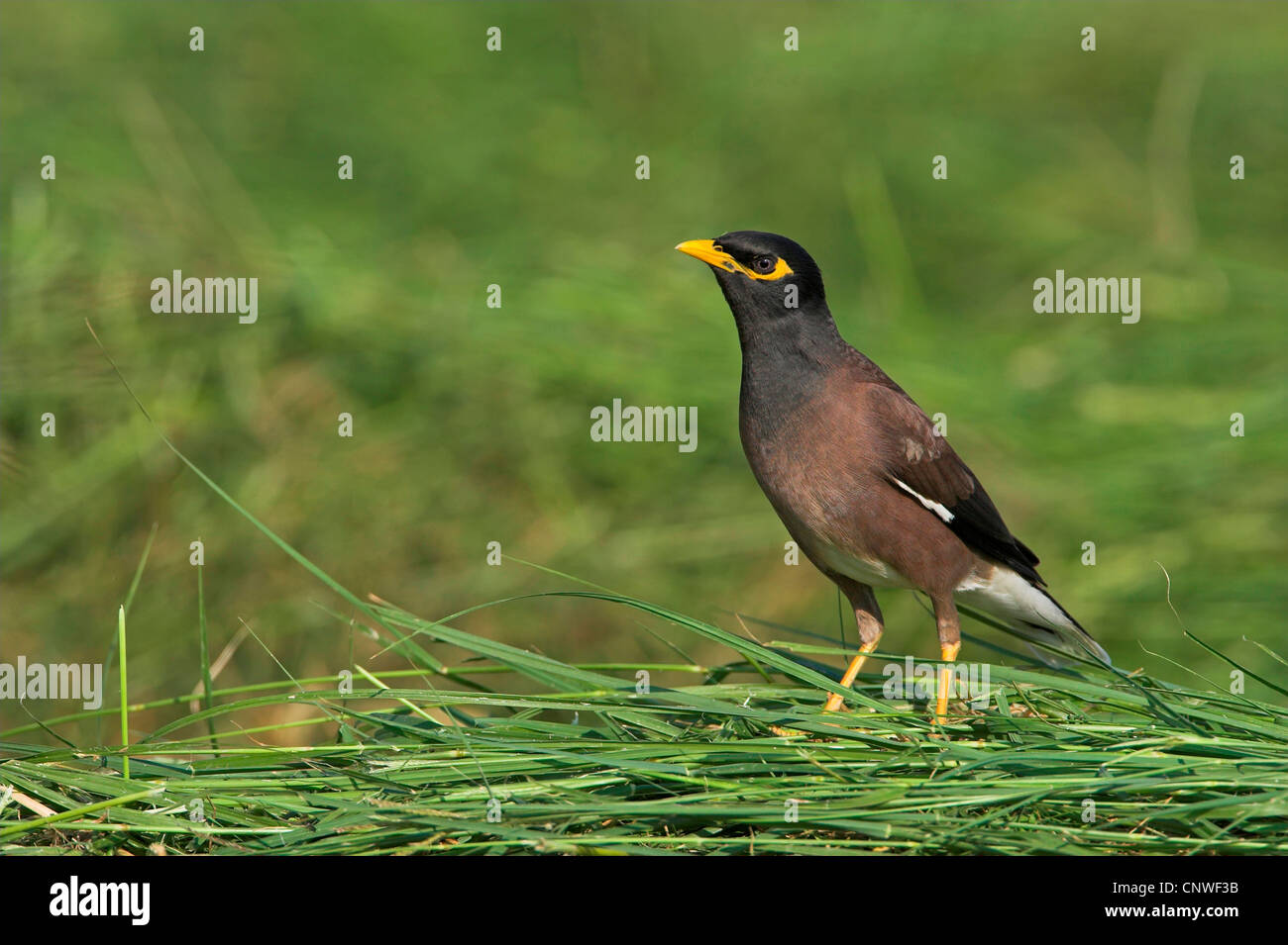 Mynahs High Resolution Stock Photography and Images - Alamy