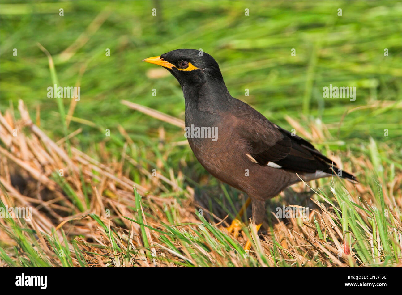 Common mynas acridotheres tristis hi-res stock photography and images ...