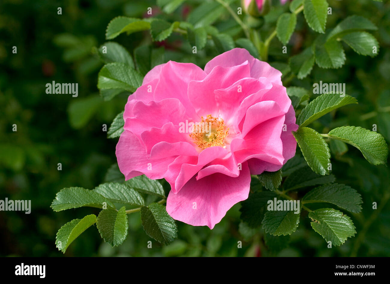 ornamental rose (Rosa 'Hokkaido', Rosa Hokkaido), cultivar Hokkaido ...