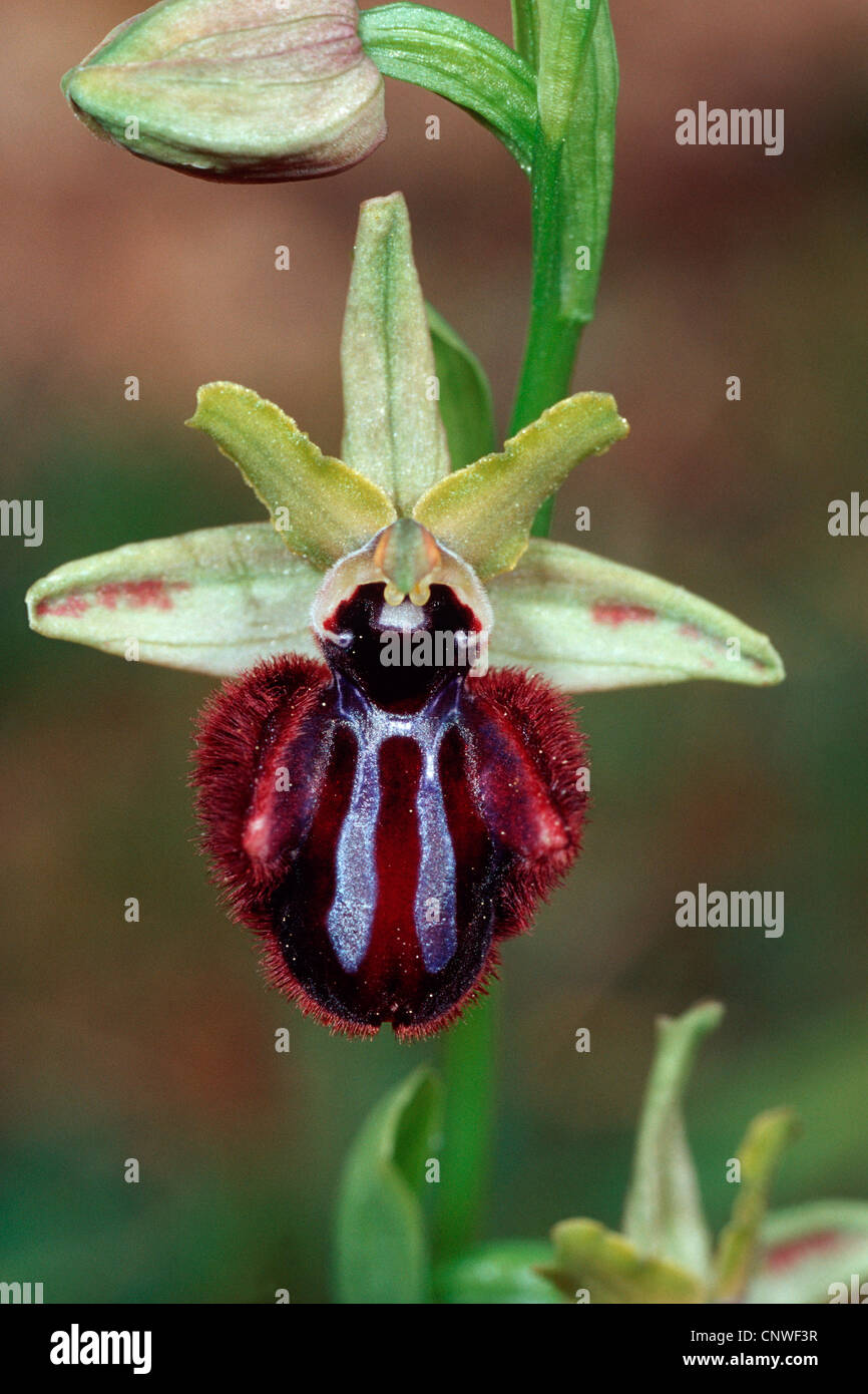 black spider orchid (Ophrys incubacea, Ophrys atrata), flower, Italy ...