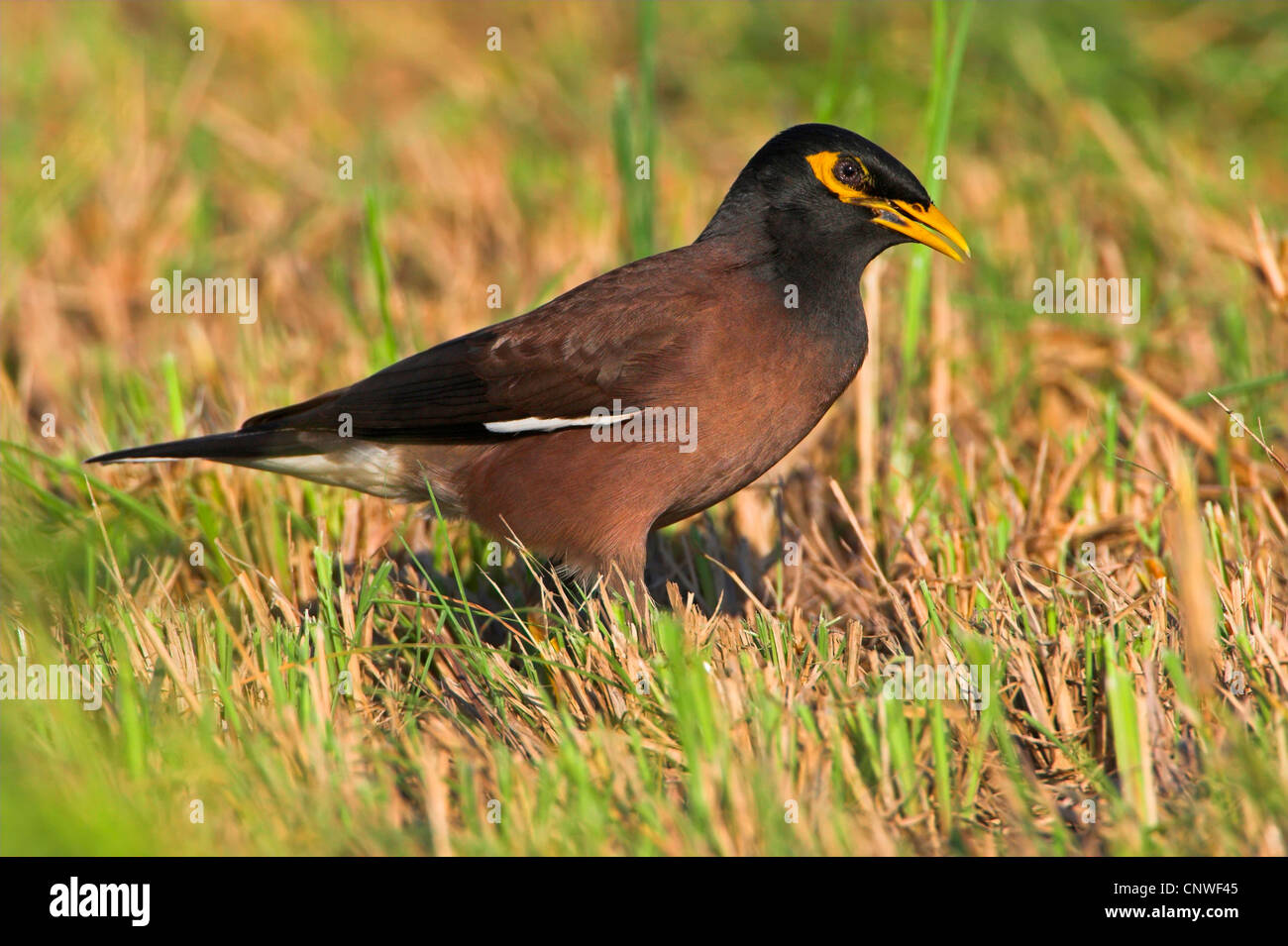 Mynahs High Resolution Stock Photography and Images - Alamy