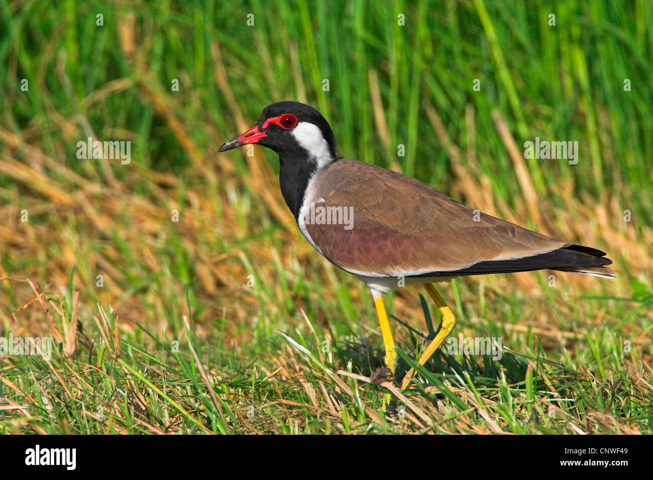 red-wattled plover (Hoplopterus indicus, Vanellus indicus), sitting in ...