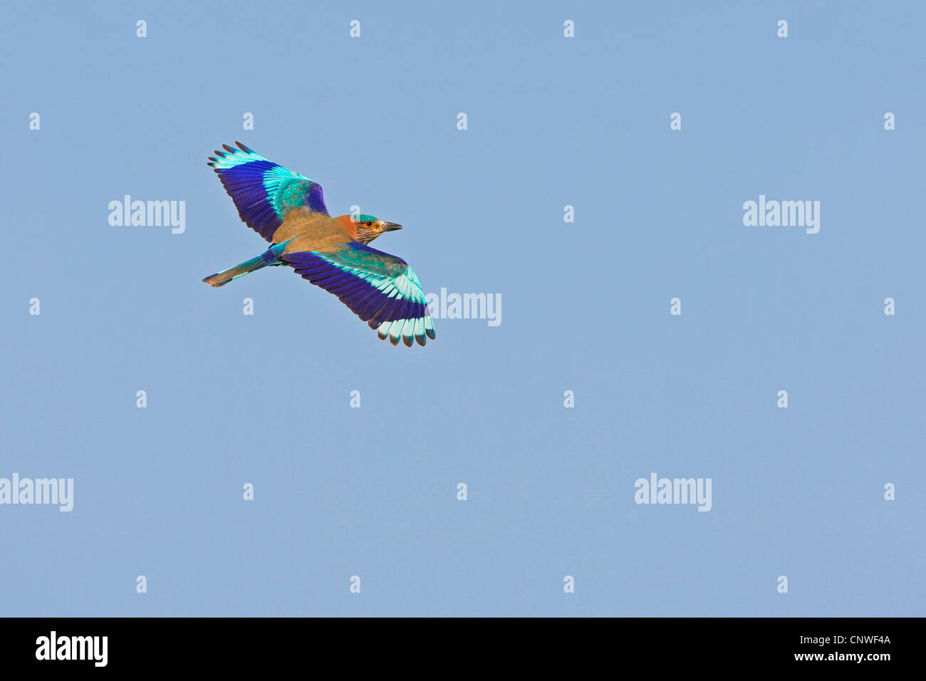 Indian roller in flight hi-res stock photography and images - Alamy