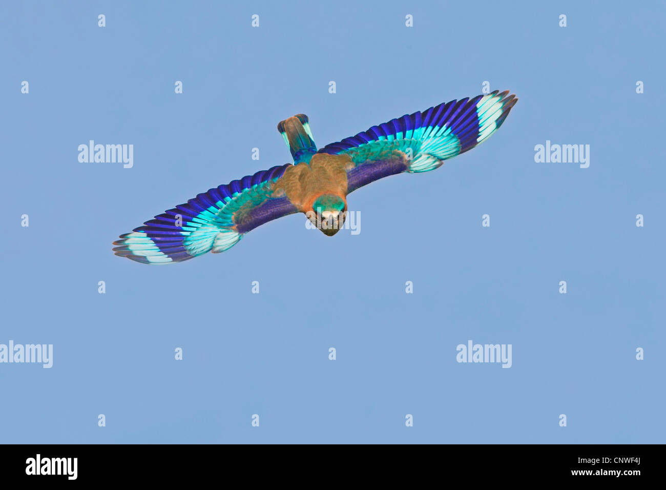 Indian roller (Coracias benghalensis), flying, Oman Stock Photo - Alamy