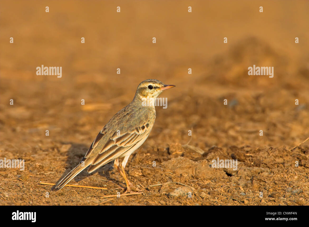 tawny pitpit (Anthus campestris), sitting on the ground, Oman Stock ...