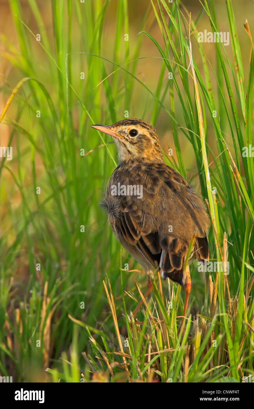 Richard's pitpit (Anthus richardi), sitting in grass, Oman Stock Photo ...
