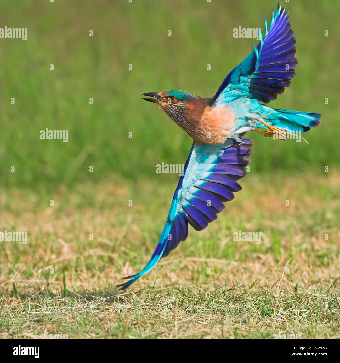 Indian rollers of asia hi-res stock photography and images - Alamy