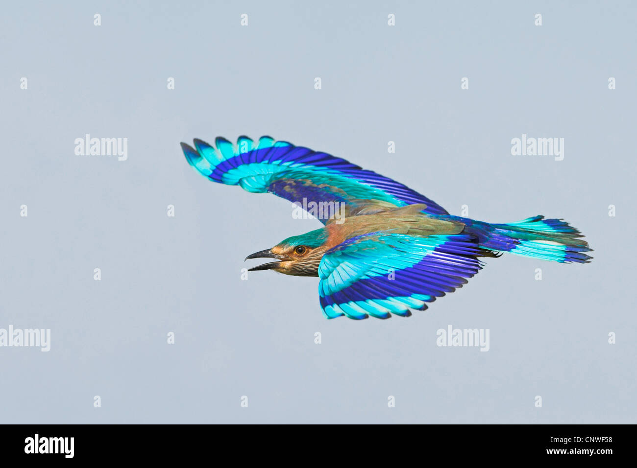 Indian roller flying hi-res stock photography and images - Alamy