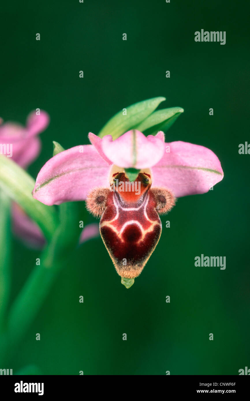 ophrys (Ophrys lapethica), flower, Cyprus Stock Photo - Alamy