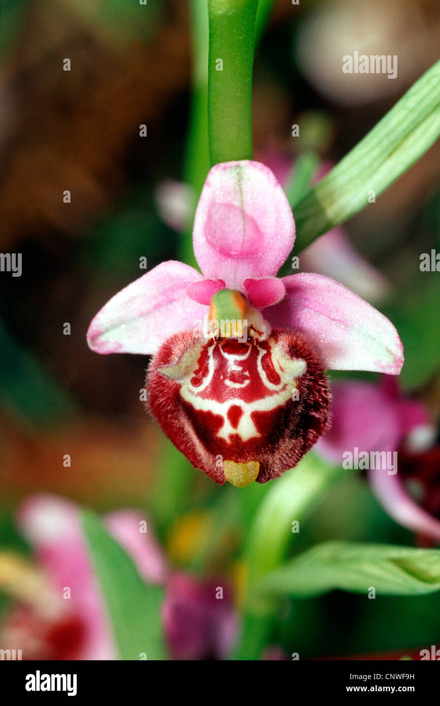 ophrys (Ophrys minoa), flower, Greece, Crete Stock Photo - Alamy