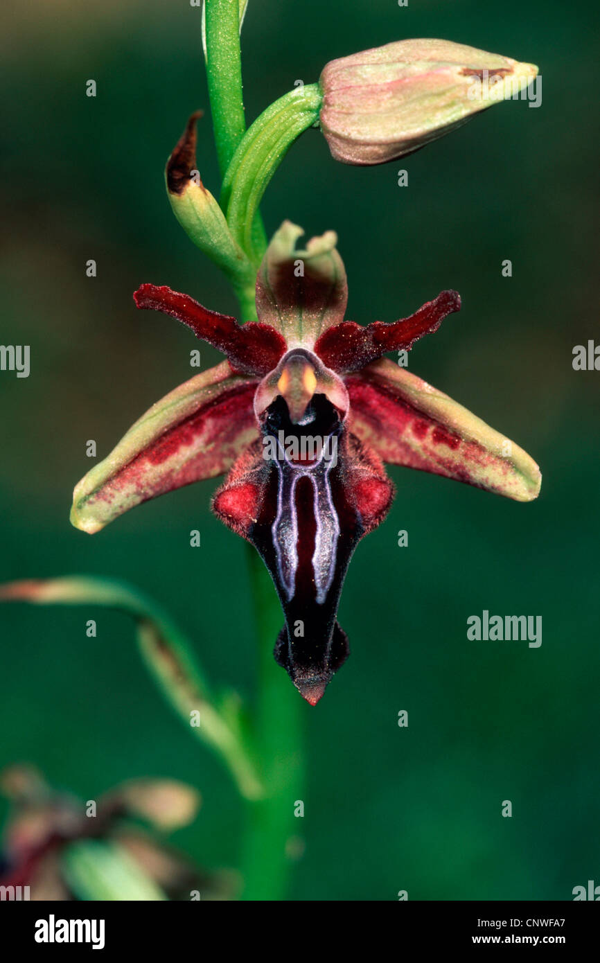 Cypriot flower hi-res stock photography and images - Alamy