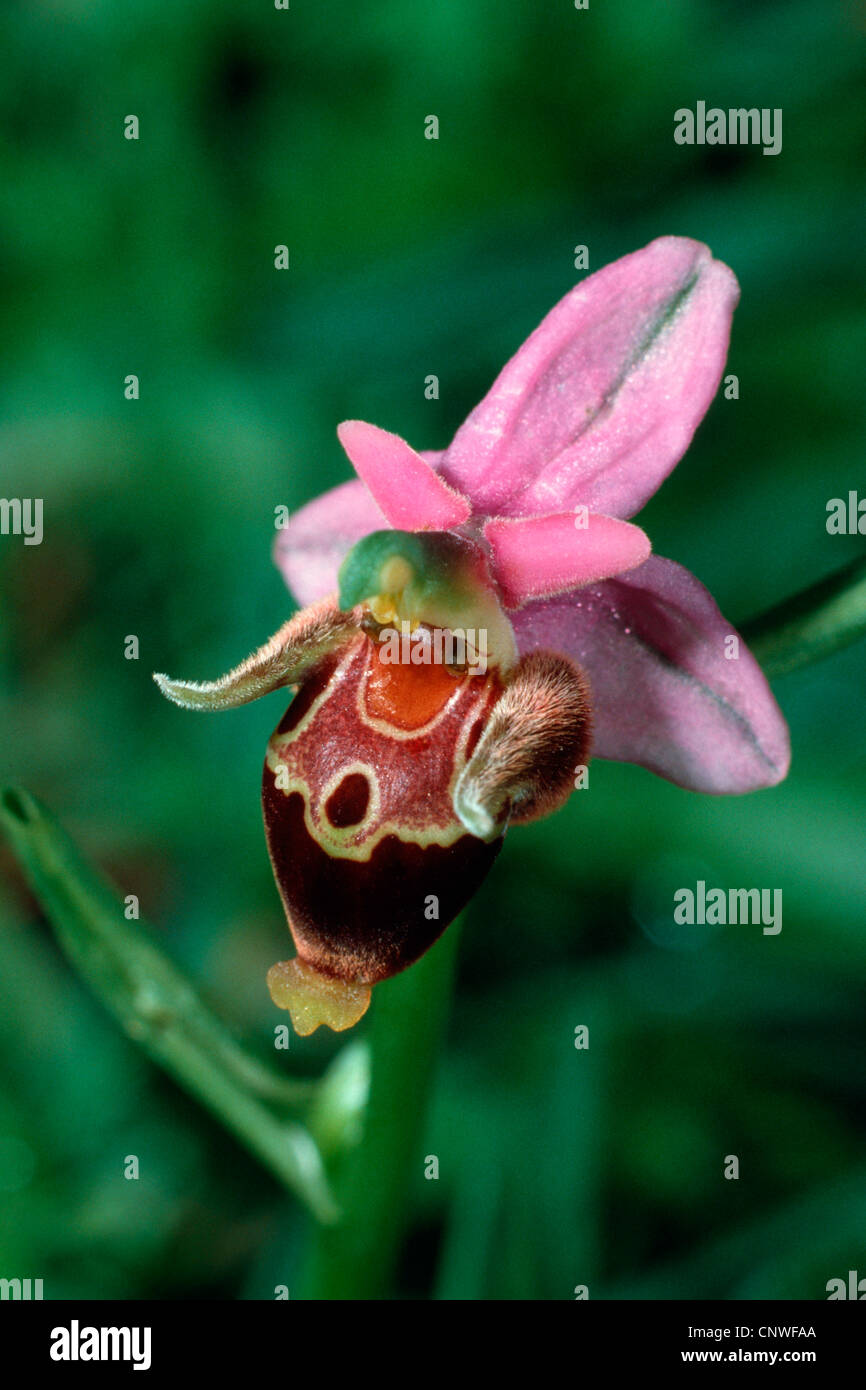 ophrys (Ophrys oestrifera), flower, Greece, Peloponnes Stock Photo - Alamy
