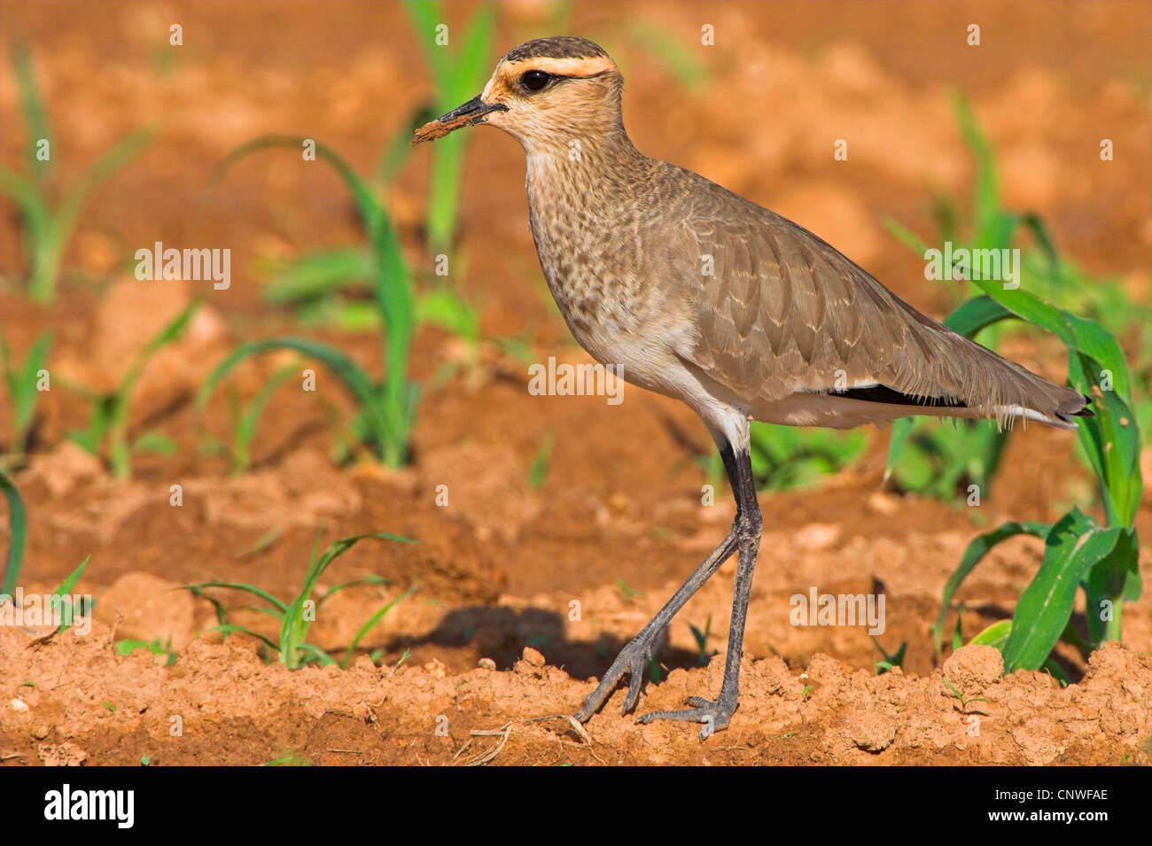 sociable plover (Chettusia gregaria, Vanellus gregarius), walking on ...