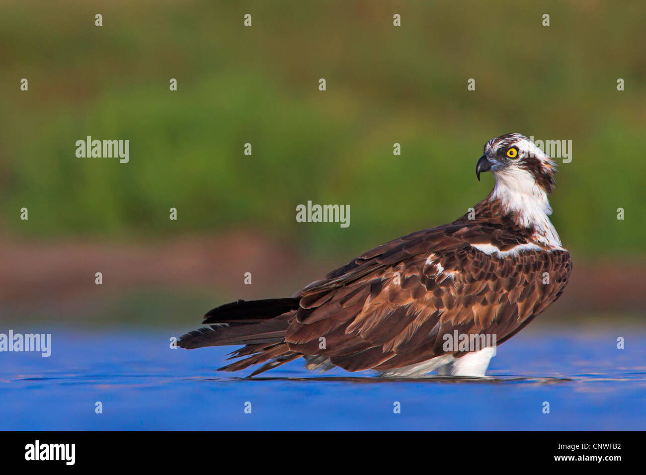 osprey, fish hawk (Pandion haliaetus), standing in water, Oman Stock ...