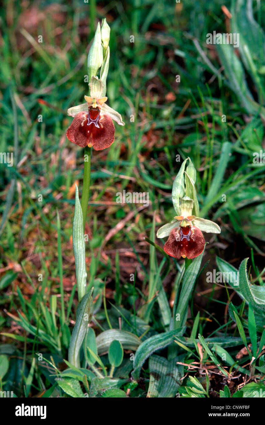 Ophyrs ophrys parvimaculata hi-res stock photography and images - Alamy