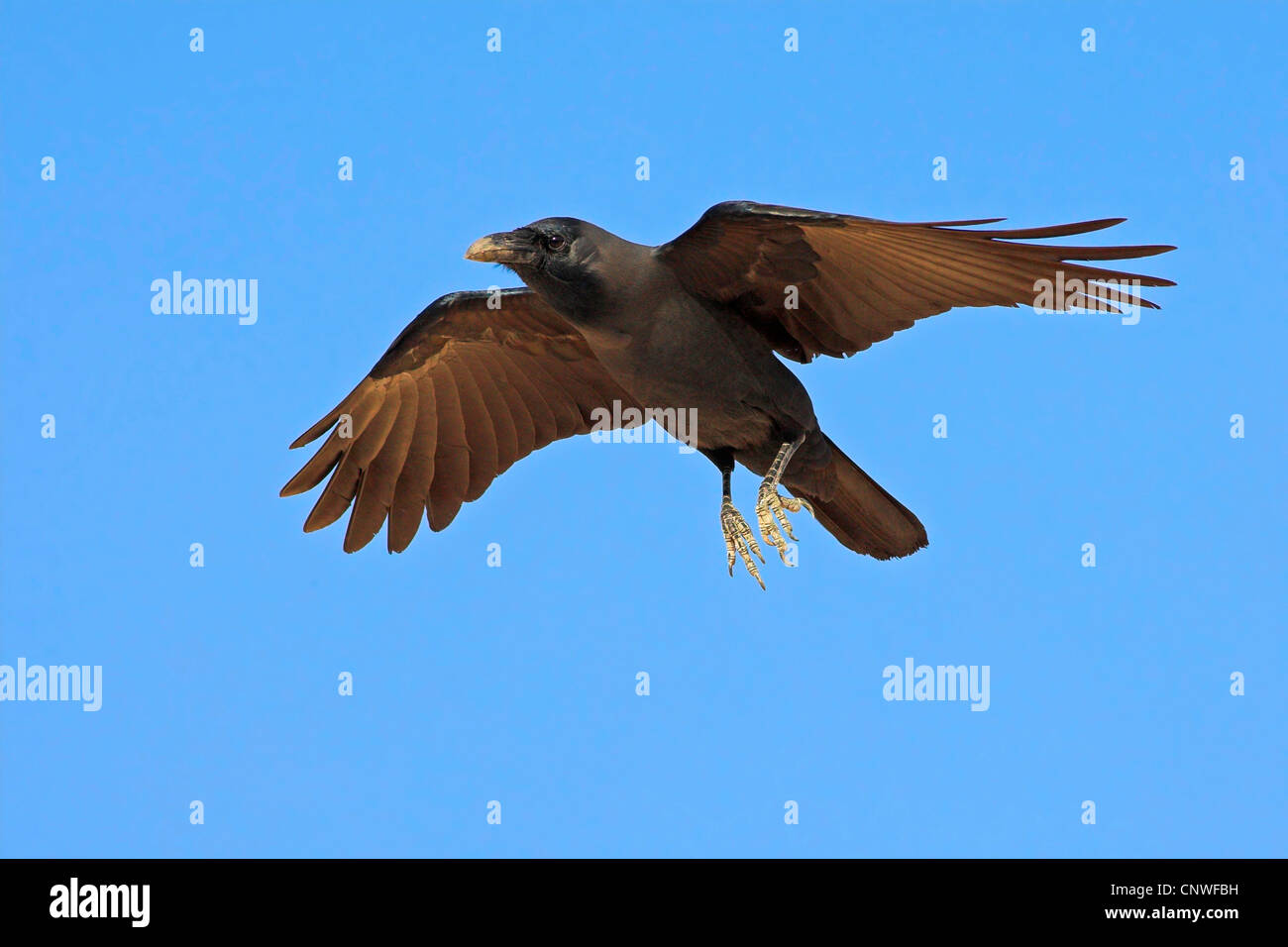 Corvus splendens hi-res stock photography and images - Alamy