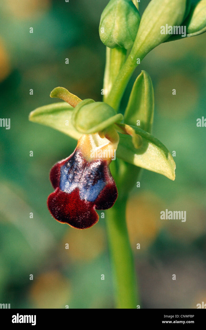 ophrys (Ophrys parvula), flower, Greece, Rhodes Stock Photo - Alamy