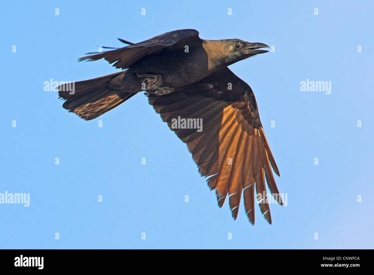 House wings flying in hi-res stock photography and images - Alamy