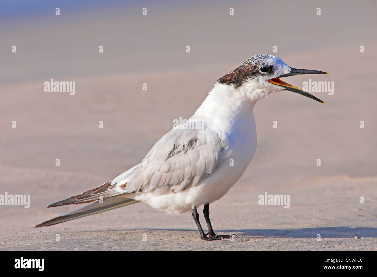 sandwich tern (Sterna sandvicensis, Thalasseus sandvicensis), calling ...