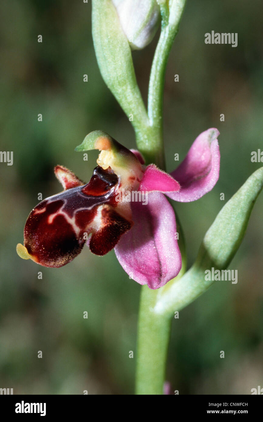 orchid (Ophrys phrygia), flower, Turkey Stock Photo - Alamy