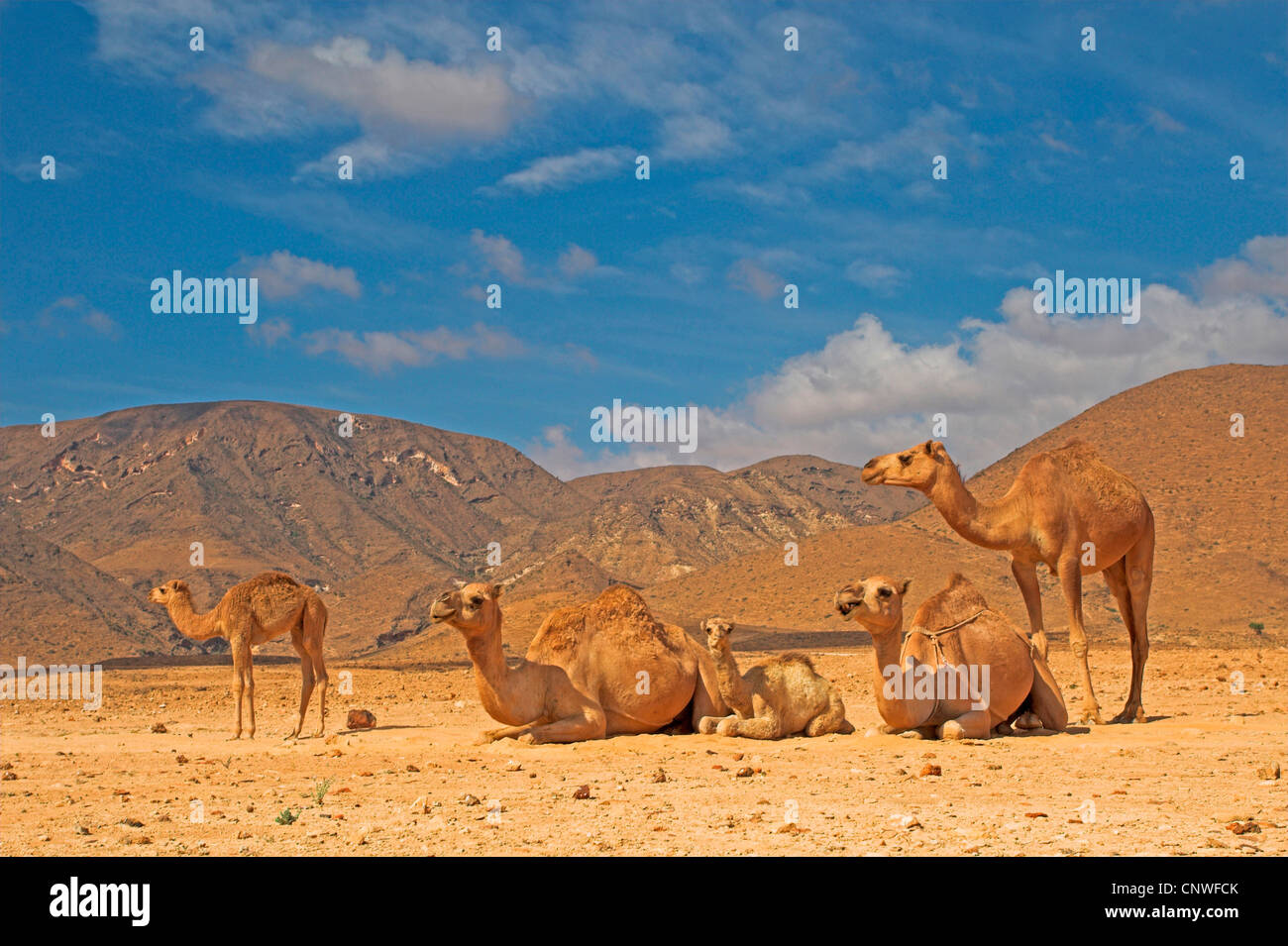 dromedary, one-humped camel (Camelus dromedarius), herd in desert, Oman ...