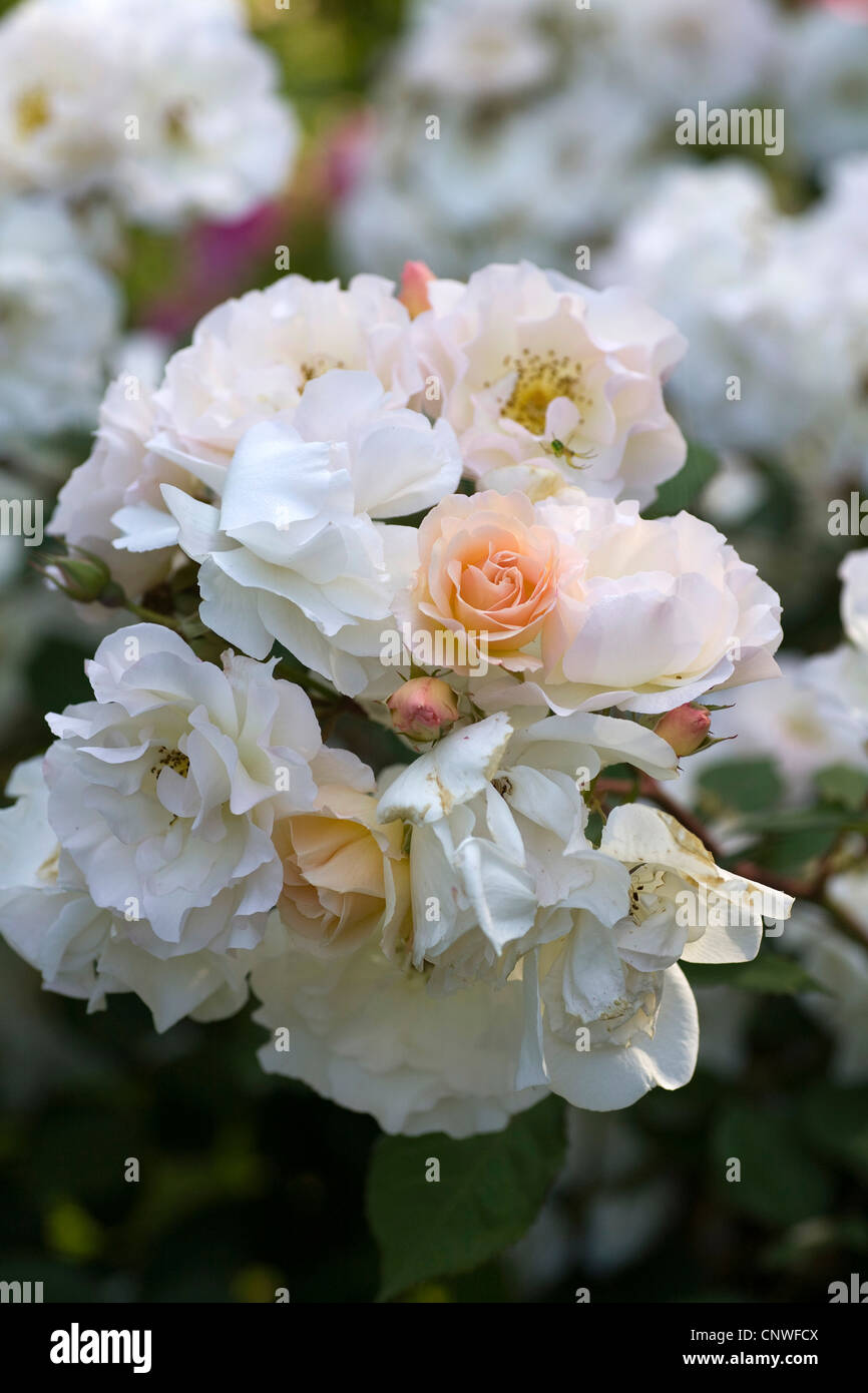 ornamental rose (Rosa 'Penelope', Rosa Penelope, Rosa 'Pnlop', Rosa ...