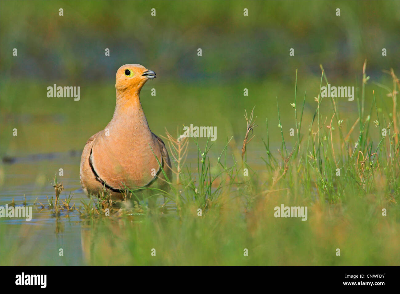chestnut-bellied sandgrouse (Pterocles exustus), standing in marsh ...