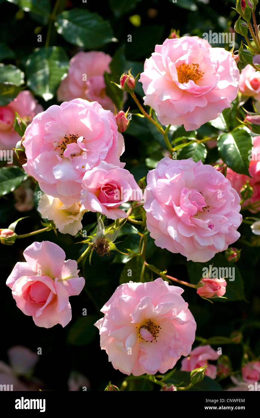 ornamental rose (Rosa 'Rosario', Rosa Rosario), cultivar Rosario Stock ...