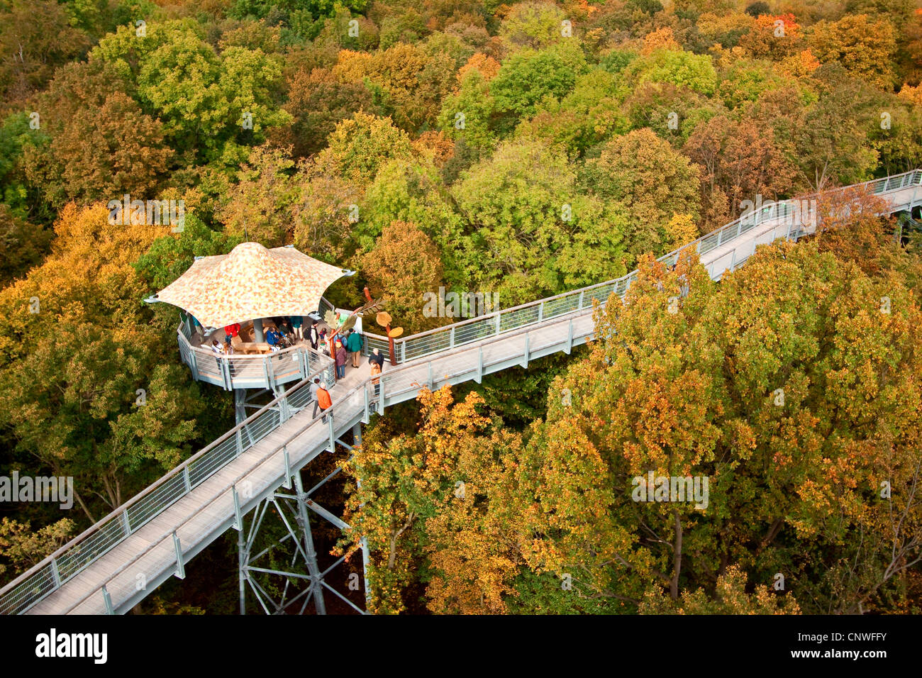 canopy walk way, Germany, Thueringen, Hainich National Park Stock Photo ...