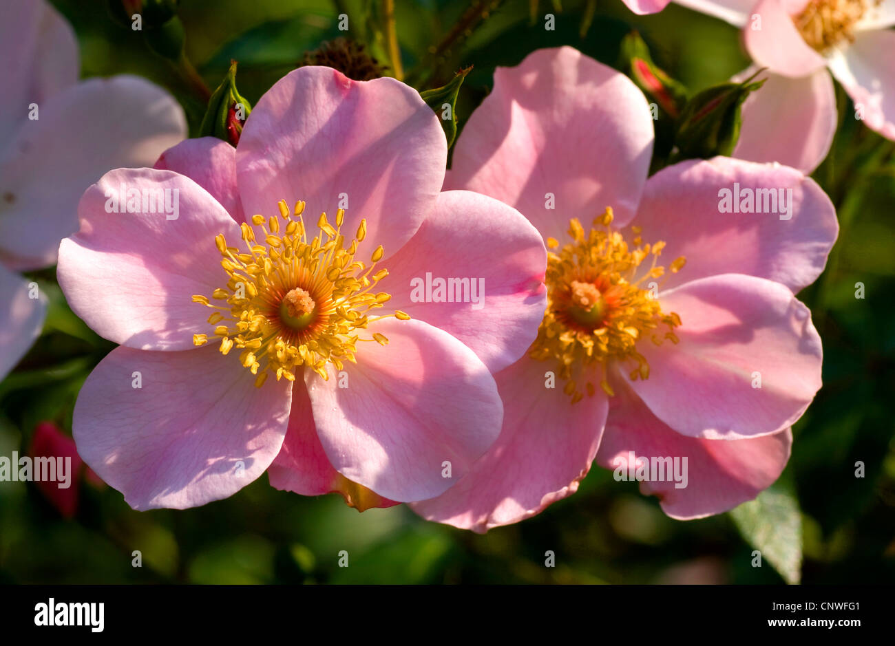 ornamental rose (Rosa 'Rosenromantic', Rosa Rosenromantic), cultivar ...