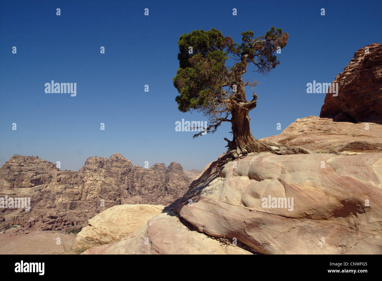 Phoenician juniper (Juniperus phoenicea), growing on sandstone, Jordan ...