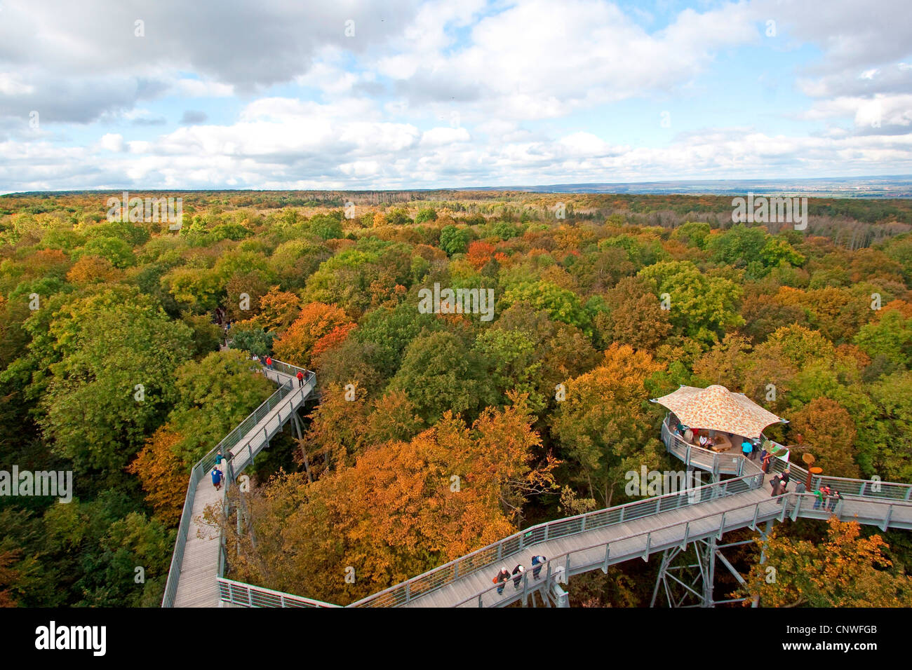 canopy walk way, Germany, Thueringen, Hainich National Park Stock Photo ...