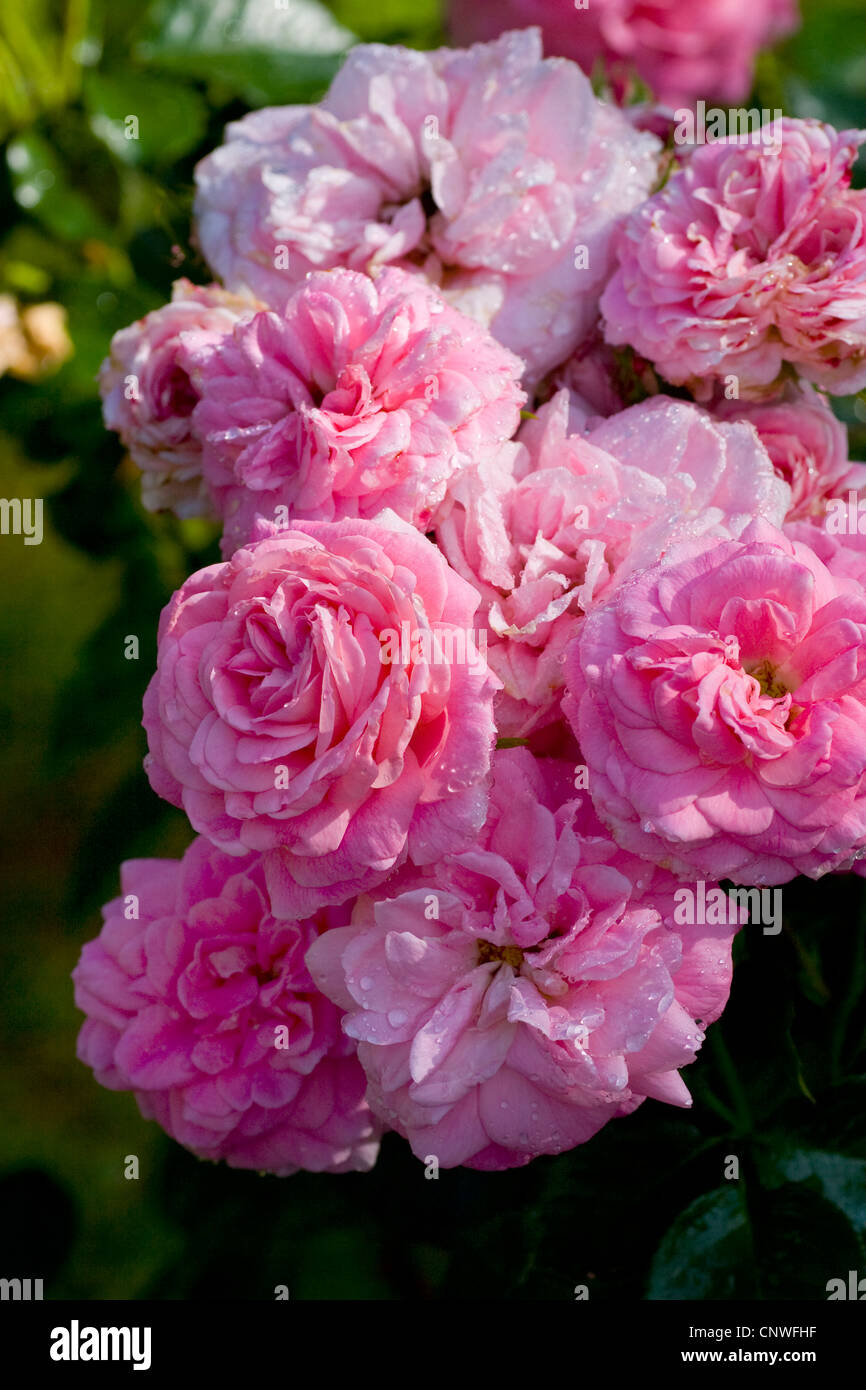 ornamental rose (Rosa spec.), blooming Stock Photo - Alamy