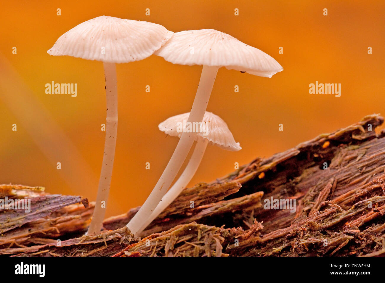 Mycena zephirus (Mycena zephirus), fruiting bodies, Germany, North ...