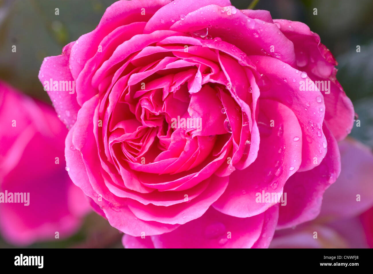 ornamental rose (Rosa 'Berleburg', Rosa Berleburg), cultivar Berleburg ...