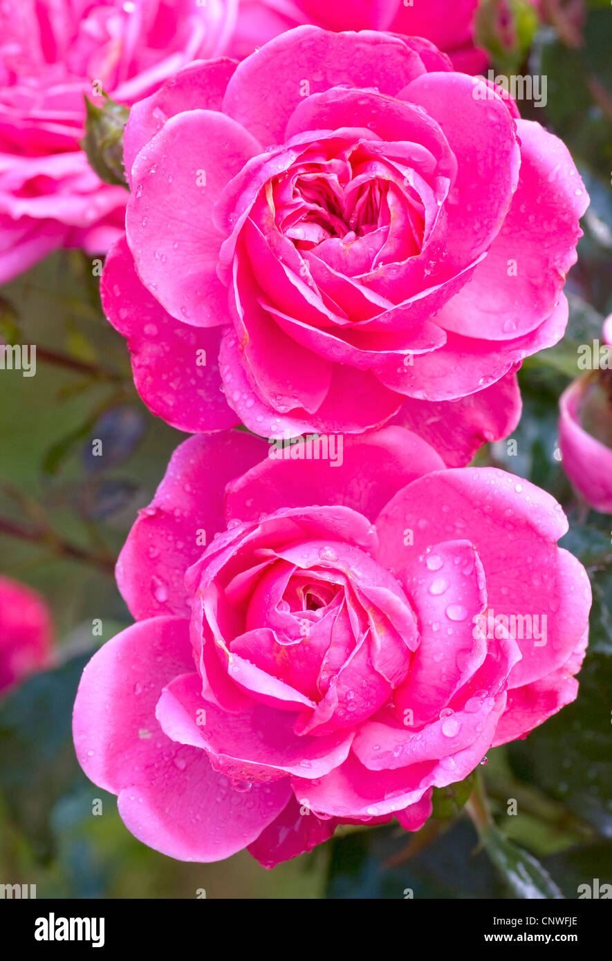 ornamental rose (Rosa 'Berleburg', Rosa Berleburg), cultivar Berleburg ...