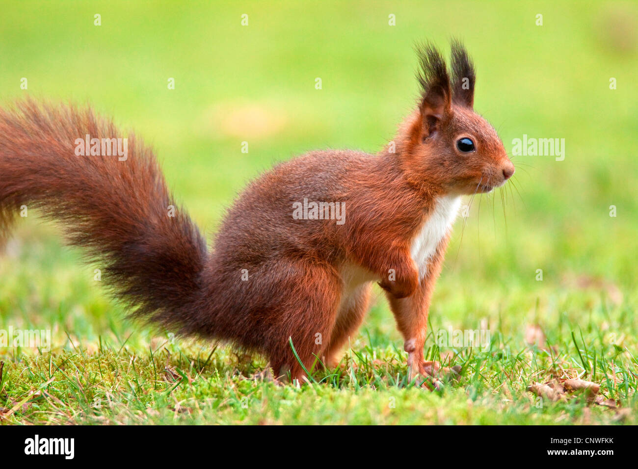 European red squirrel, Eurasian red squirrel (Sciurus vulgaris ...