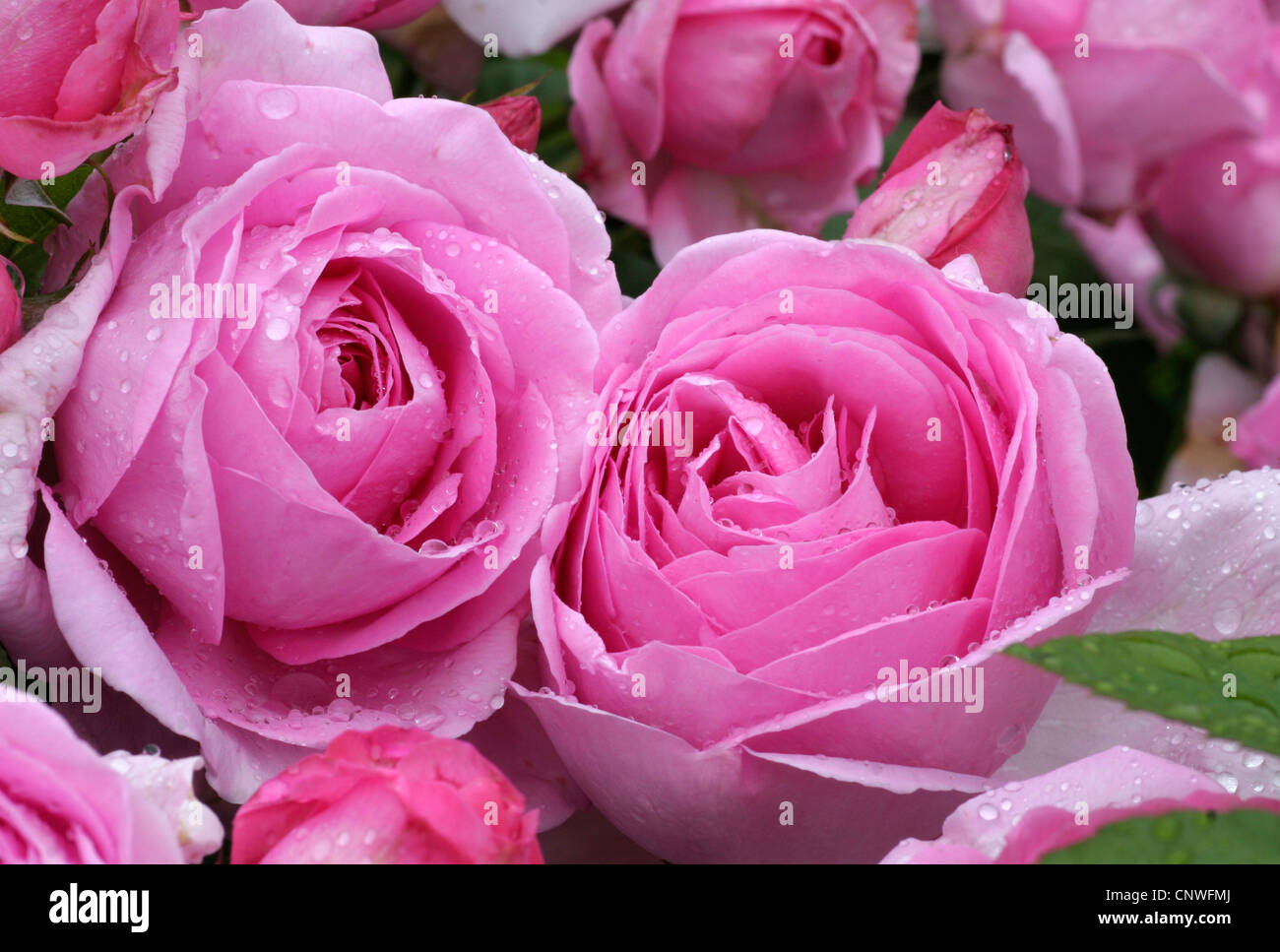 ornamental rose (Rosa 'Ghita', Rosa Ghita), cultivar Ghita Stock Photo ...