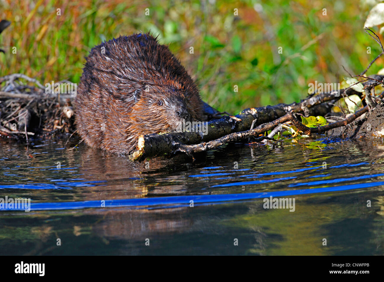 Canadian beaver beaver dam canadensis hi-res stock photography and ...