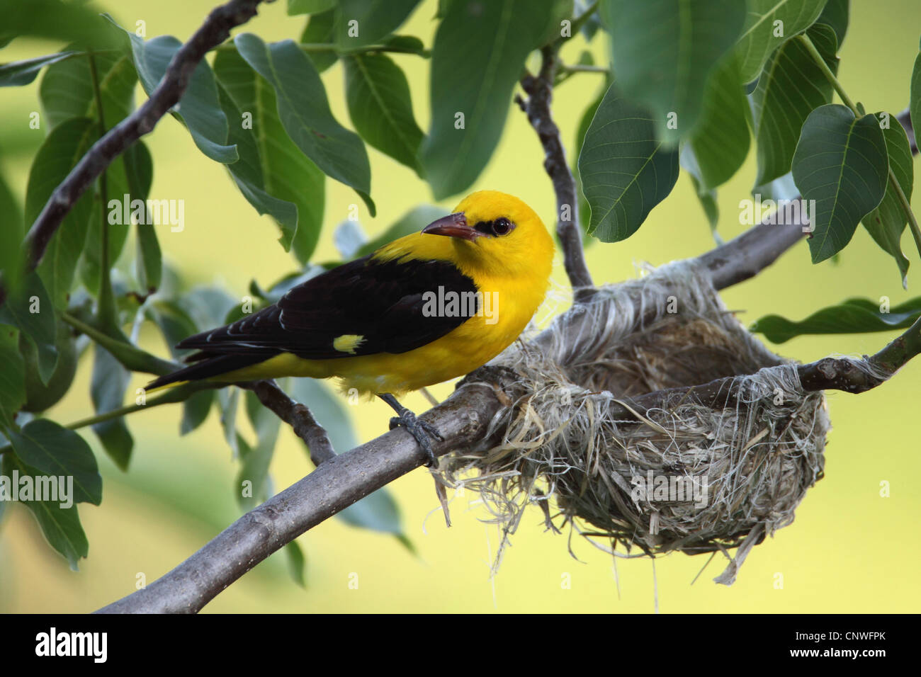 Oriole oriolus hi-res stock photography and images - Alamy