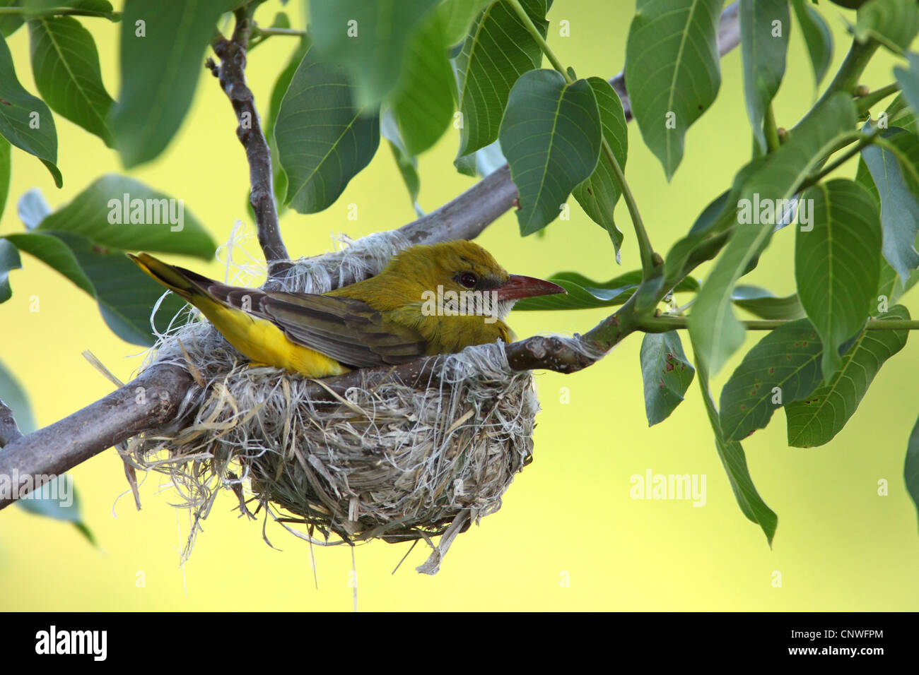 golden oriole (Oriolus oriolus), breeding female, Bulgaria Stock Photo ...