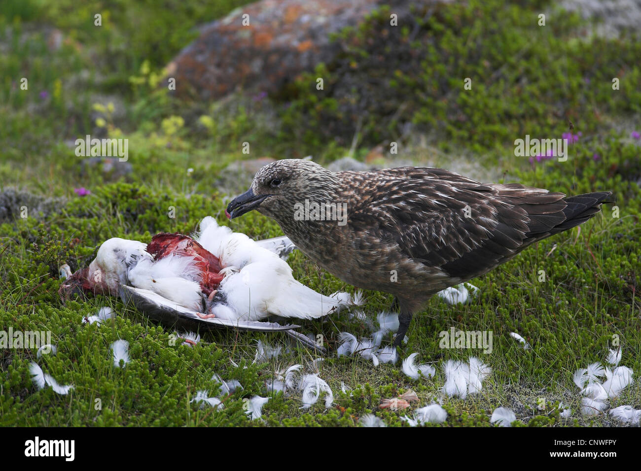 Northern Jaegers High Resolution Stock Photography and Images - Alamy