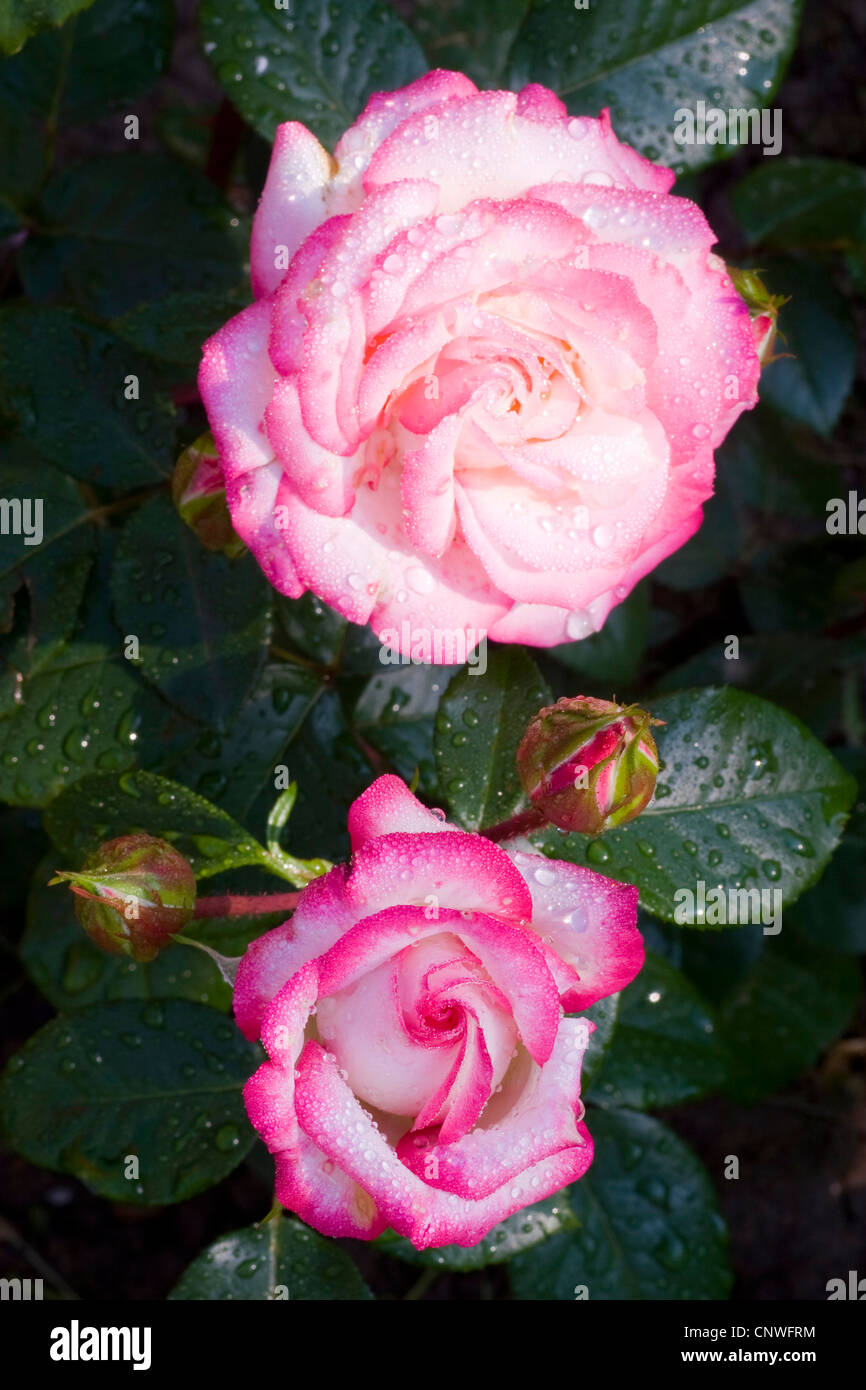 ornamental rose (Rosa 'Laminuette Lammerts', Rosa Laminuette Lammerts ...