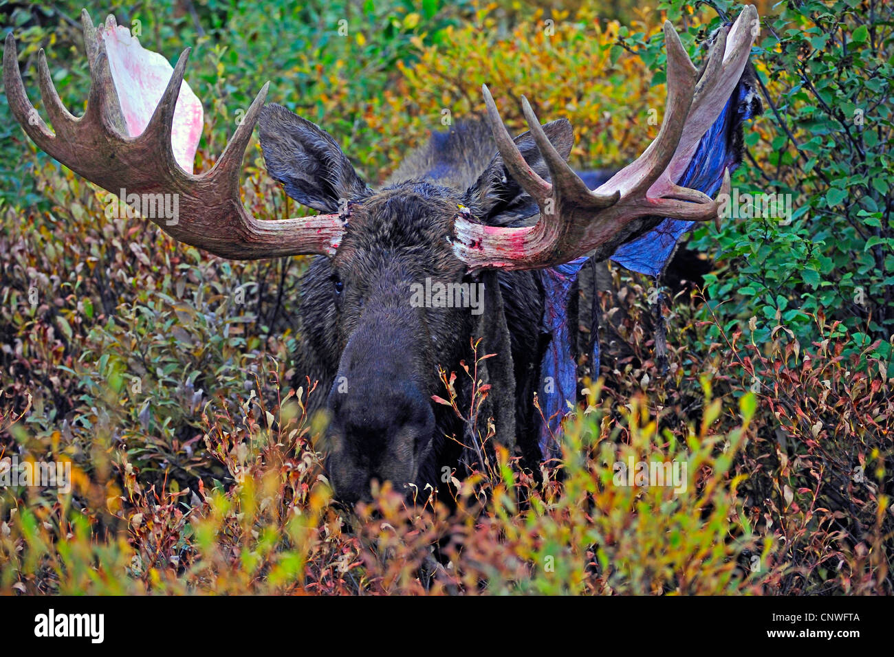 Alaska moose, Tundra moose, Yukon moose (Alces alces gigas), moose in ...