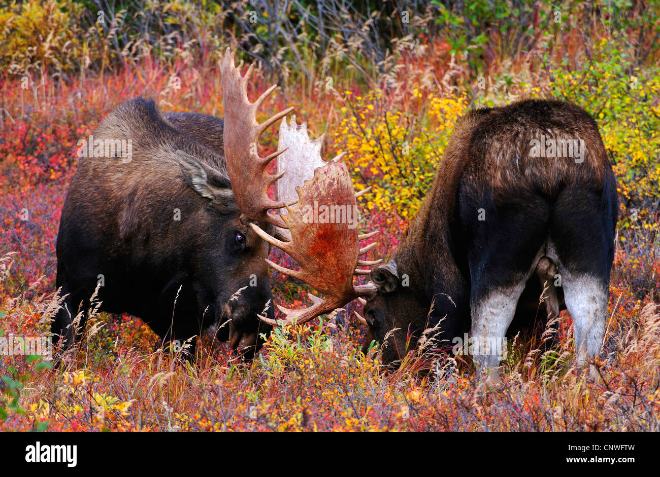 Alaska denali bull moose hi-res stock photography and images - Alamy