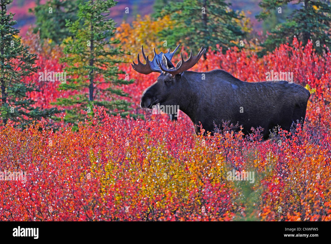 Standing in autumn coloured blueberries hi-res stock photography and ...