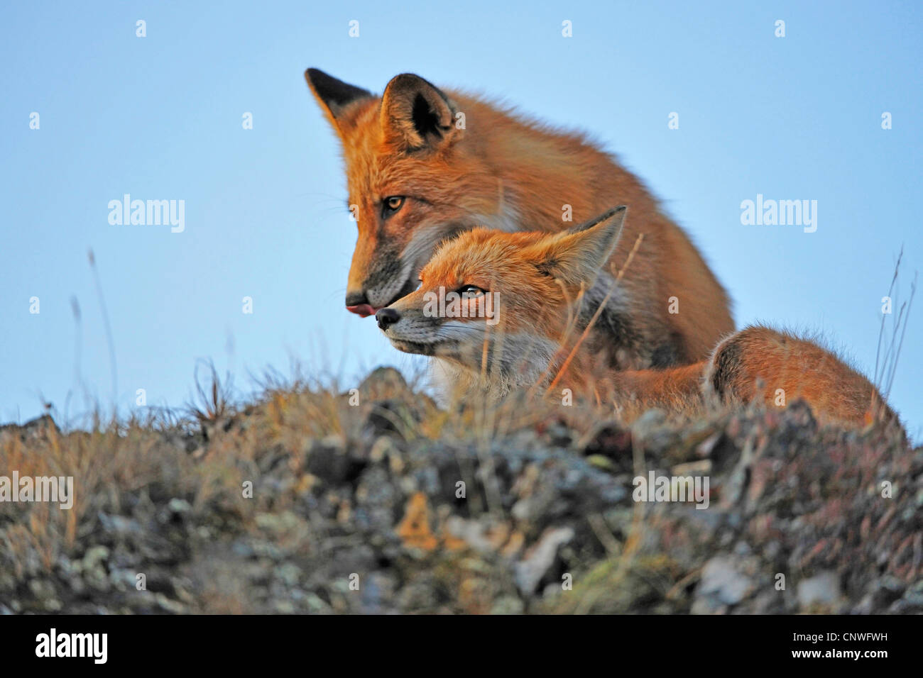 red fox (Vulpes vulpes), mother with pup in the morning, USA, Alaska ...